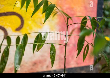 July 2017. Almacega (Agathis philippinensis) resin. Puerto Princesa ...