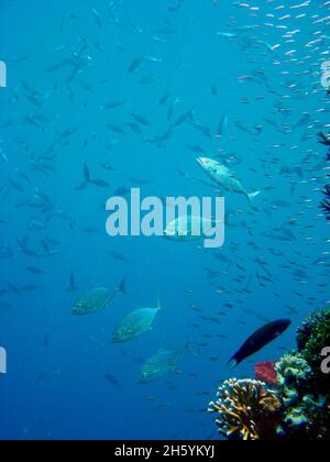 Barcheek trevally, Carangoides plagiotaenia Stock Photo - Alamy