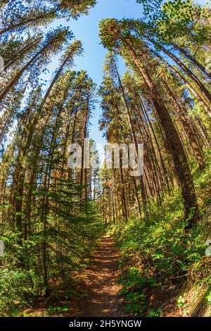 Silverton Falls and Forest Conservation Area Alberta Canada in summer ...