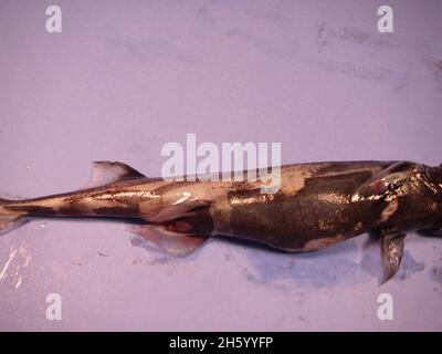 Green lanternshark (Etmopterus virens) from the Gulf of Mexico, with ...