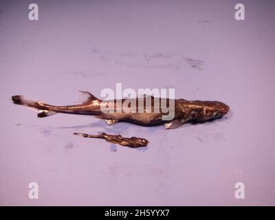 Pup of green lanternshark (Etmopterus virens) from Gulf of Mexico Stock ...