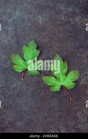 Two maple leaves red and green isolated on white background. Autumn ...