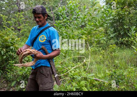 July 2017. Tilso Botig collecting and splitting ratan. Aborlan ...