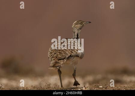 Houbara Bustard is an iconic bird of the Canary Islands, where the semi ...