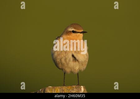 A female northern wheatear feeding up pre continuing her migration to ...