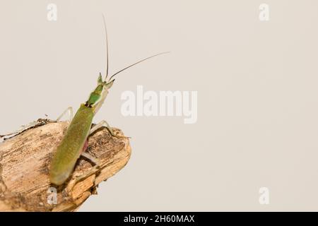 Gambian Spotted-eye Flower Mantis (Pseudoharpax virescens), female ...