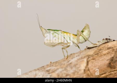 Gambian spotted eye flower mantis (Pseudoharpax Stock Photo - Alamy