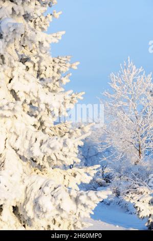 snowy winter garden with conifer trees and evergreens and countryside ...