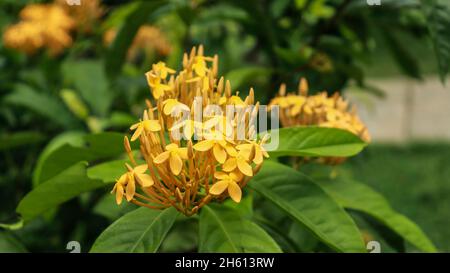 Ixora coccinea Plant Idly Poo Plant it is greenery natural Stock Photo ...