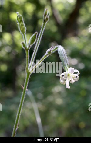 Silene viridiflora, Caryophyllaceae. Wild plant shot in summer Stock ...