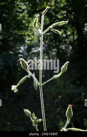 Silene viridiflora, Caryophyllaceae. Wild plant shot in summer Stock ...