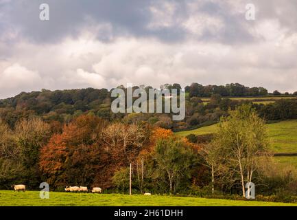 High weald autumn woodland scenes near Brightling east Sussex south ...