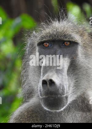 Flipped vertical shot of a baboon in Kruger National Park, northeastern ...