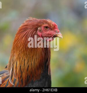 Gold partridge brahma rooster Stock Photo - Alamy