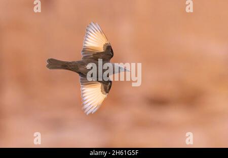 Tristram's starling, Wadi Moujib, Jordan Valley, October 2021 Stock Photo - Alamy