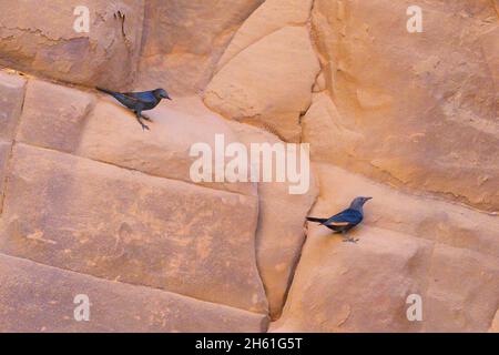 Tristram's starling, Wadi Moujib, Jordan Valley, October 2021 Stock Photo - Alamy