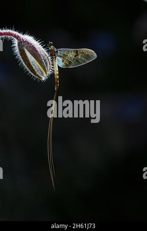 Mayfly in Water Stock Photo - Alamy