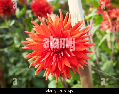Macro Gradient yellow Dahlia. A lush blooming Dahlia, pale peach color ...