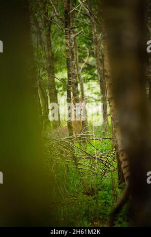 A Roe Deer buck in woodland Stock Photo - Alamy