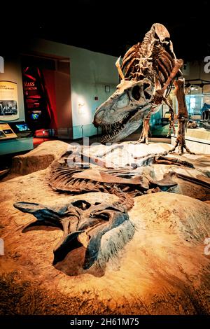 Fossil Daspletosaurus above a Corythosaurus at the Evolving Planet ...