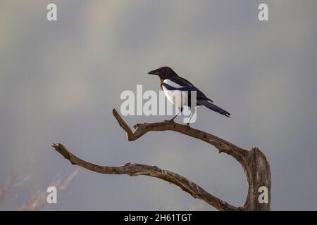 Elster, Pica pica, Eurasian magpie Stock Photo - Alamy