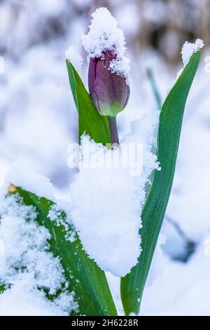 Snow Covered Tulips Flowering in an English Country Garden during early ...