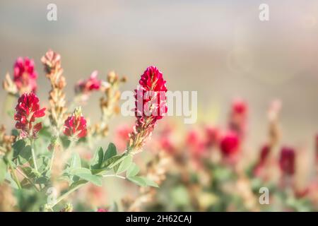 Italian sainfoin (Sulla coronaria = Hedysarum coronarium), Fabaceae ...