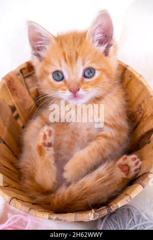 Young kitty in a red wool hat Stock Photo - Alamy