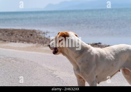 a dog on a dusty road Stock Photo - Alamy