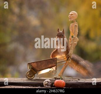 red squirrel on a wheelbarrow with a skeleton Stock Photo - Alamy