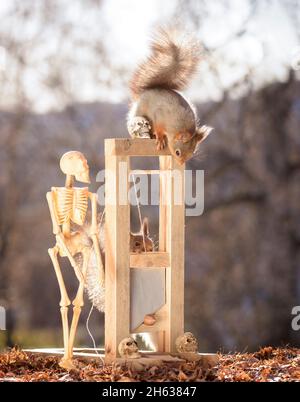 skeleton and red squirrels with guillotine and a nut Stock Photo - Alamy