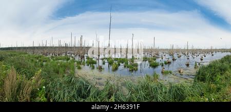 panorama,peenetal river landscape nature park,polder renaturation ...