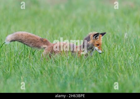 red fox chases mice in a meadow,vulpes vulpes,april,hesse,germany ...
