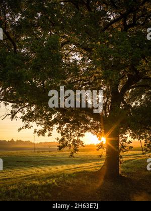 Morning mood: Sunrise behind a tree over a field, blue sky with clouds ...