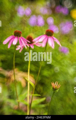 Purple Echinacea, floral background Stock Photo - Alamy