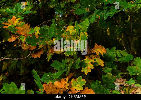 first discolored leaves on an oak tree in autumn Stock Photo - Alamy