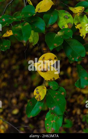 Yellow discolored autumn leaves on the ground Stock Photo - Alamy