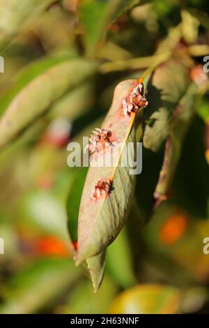 spore bearing of the pear grate (gymnosporangium fuscum syn ...