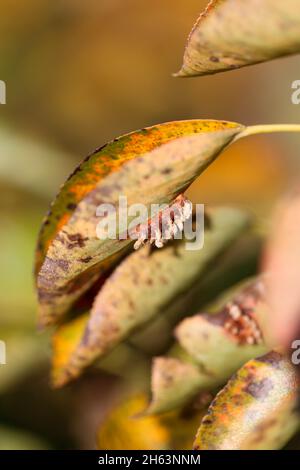 spore bearing of the pear grate (gymnosporangium fuscum syn ...