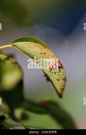 spore bearing of the pear grate (gymnosporangium fuscum syn ...