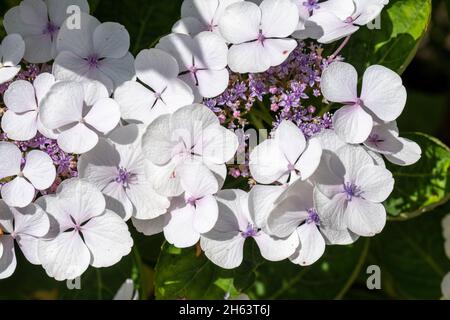 hydrangea family (Hydrangeaceae Stock Photo - Alamy