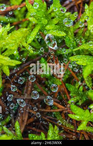 Moss with spider net Stock Photo - Alamy