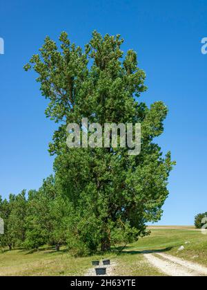 münsingen,zitterpappel,populus tremula on the former military training ...