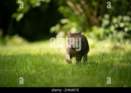 tabby cat walking towards camera on green meadow looking curiously ...