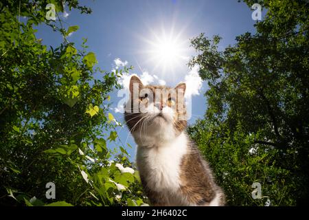 tabby white cat outdoors in sunny nature with green plants portrait ...