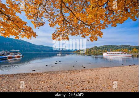 titisee,boat,maple tree,autumn,titisee-neustadt,black forest,baden ...
