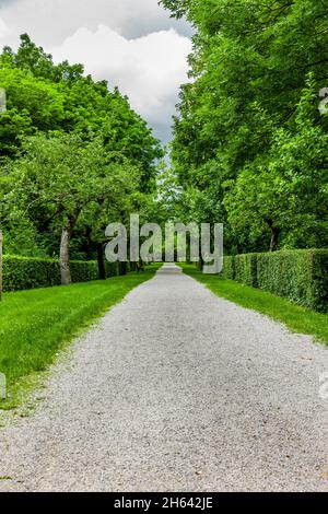 Green path straight through the hedges Stock Photo - Alamy