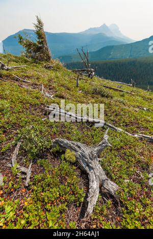 Dead tree in sub-alpine Stock Photo - Alamy