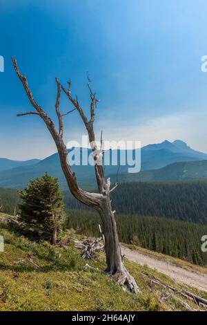Dead tree in sub-alpine Stock Photo - Alamy
