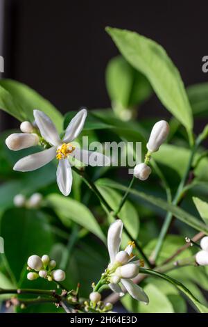 Meyer Lemon tree buds, Meyer Lemon Tree blossoms, Honey bee pollination ...